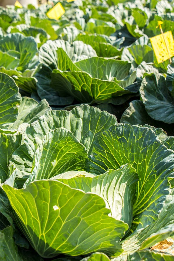 Cabbage, Sort, Green, Safe, Fresh, Clean. Stock Photo - Image of dirt ...
