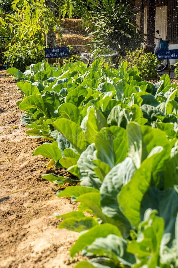 Cabbage, Sort, Green, Safe, Fresh, Clean. Stock Image - Image of field ...