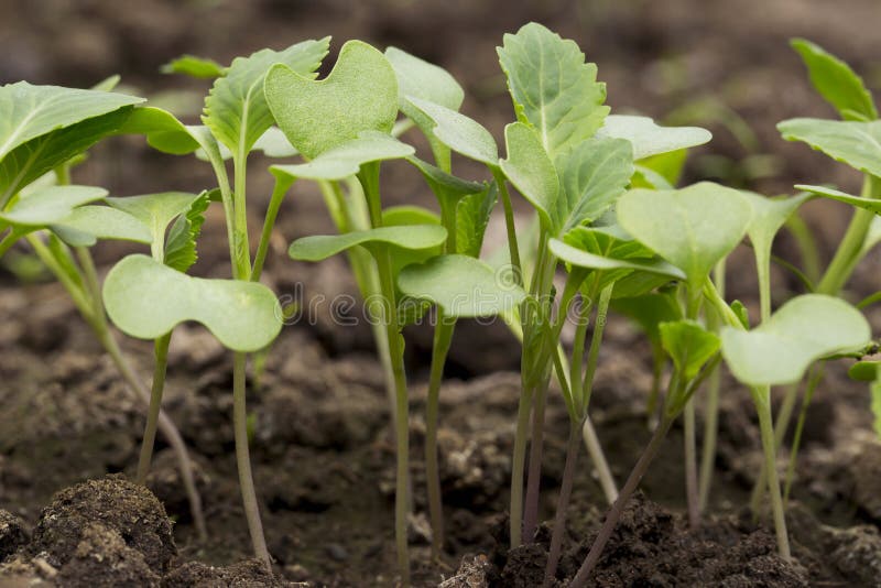 The cabbage sprout stock image. Image of compost, agriculture - 72622715