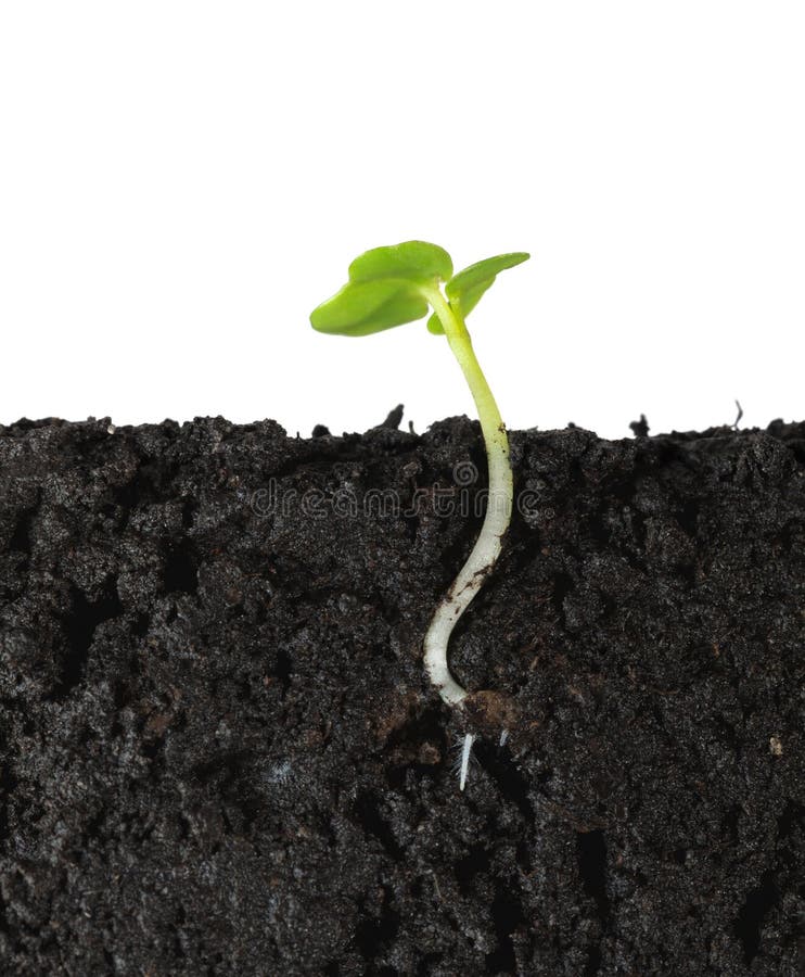 Cabbage sprout underground stock image. Image of leaves - 120767785