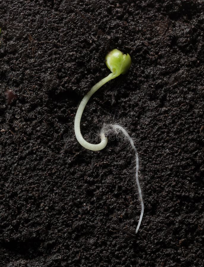 Cabbage sprout in soil stock image. Image of shot, cutaway - 135034961