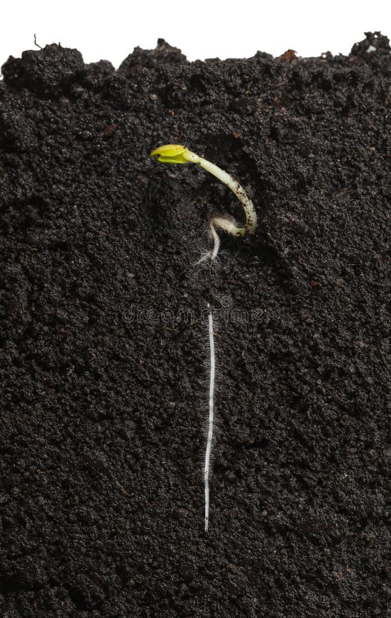 Cabbage sprout underground stock image. Image of leaves - 120767785