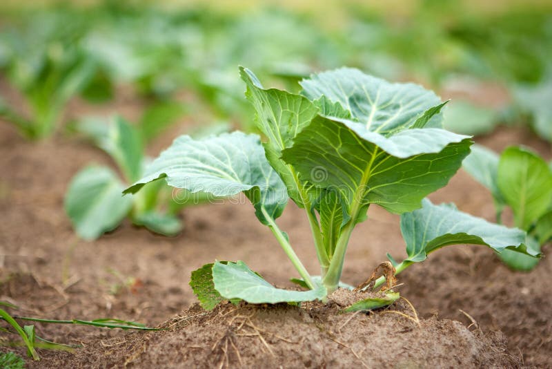 Cabbage sprouts stock photo. Image of cultivation, sector - 20057098