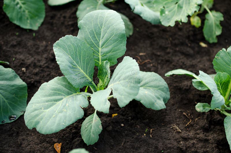 Cabbage Sprouts, Cabbage Salads, Cabbage Treatment Stock Photo - Image ...