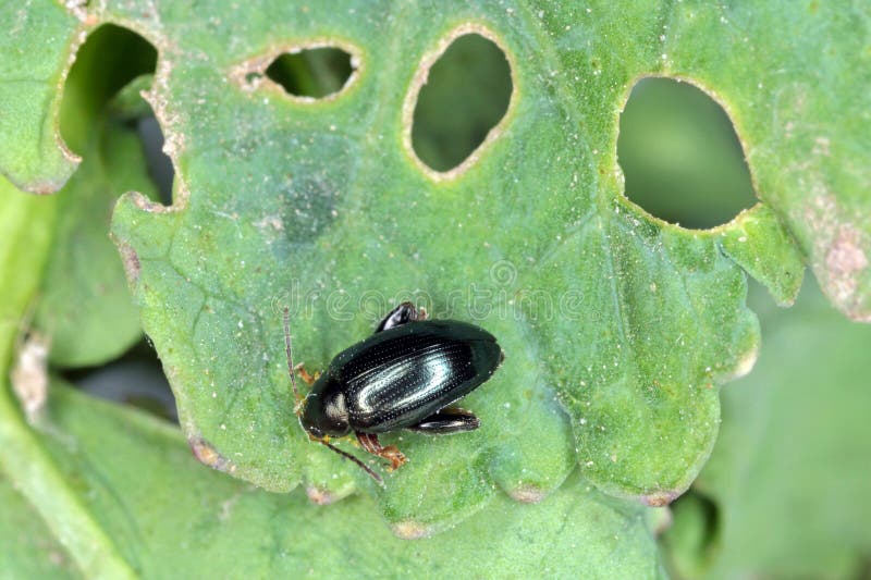 Cabbage Stem Flea Beetle Psylliodes Chrysocephala. Stock Photo - Image ...