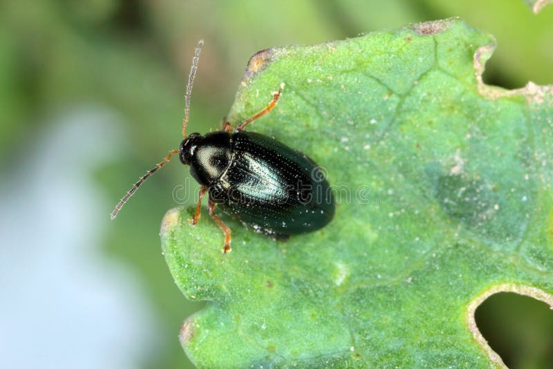 Cabbage Stem Flea Beetle Psylliodes Chrysocephala. Stock Photo - Image ...