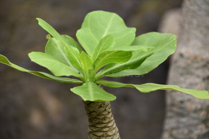 Cabbage on a Stick or a Vulcan Palm Stock Image - Image of environment ...