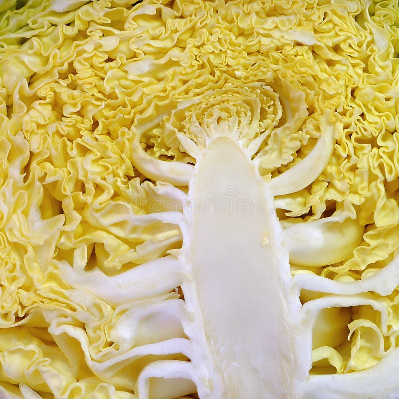 Cabbage structure stock image. Image of leaves, yellow - 84093147