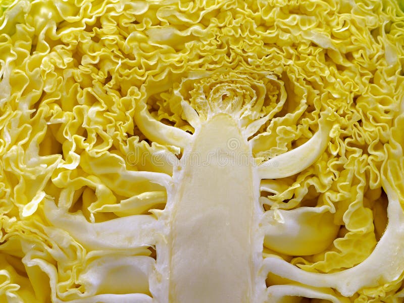 Cabbage structure stock photo. Image of abstract, food - 84094552