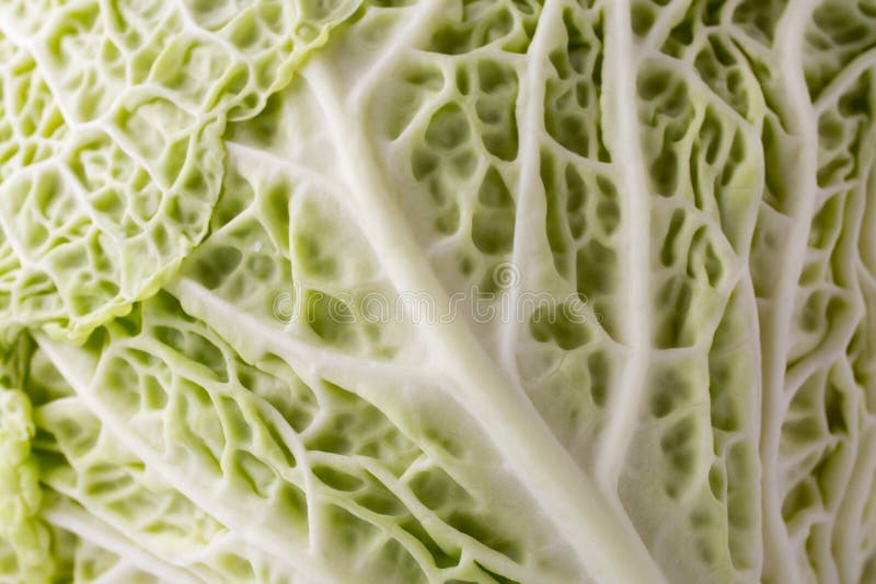 Cabbage. stock photo. Image of organic, healthy, nature - 34125528