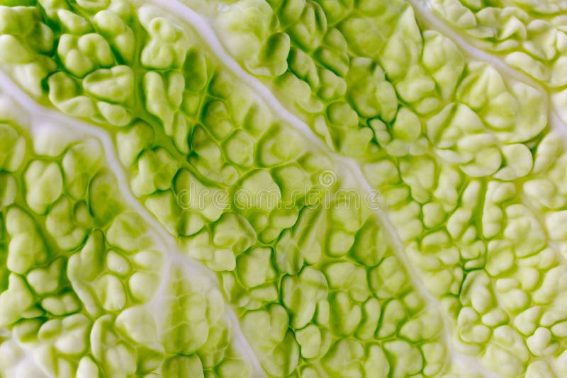 Cabbage. stock photo. Image of fruits, leaf, nature, food - 34314294