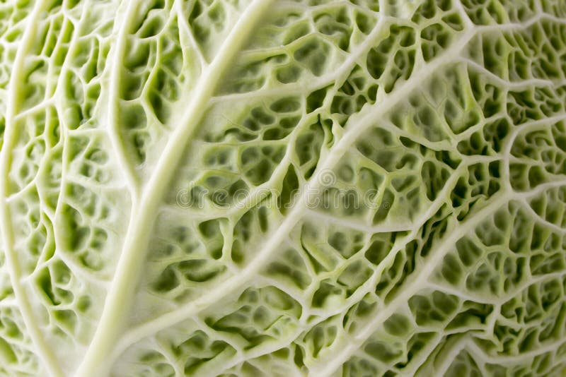 Cabbage. stock photo. Image of bright, objects, lush - 35347282