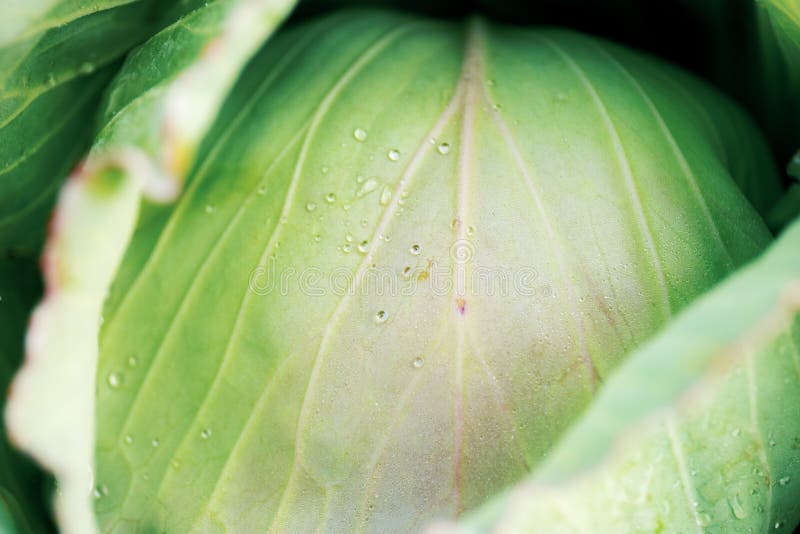 Cabbage with Texture at Sunlight Stock Image - Image of healthy ...