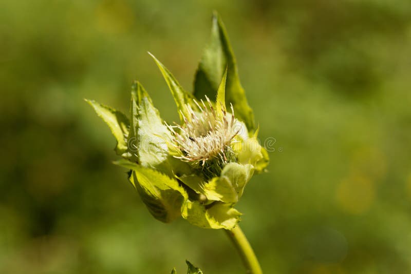 Cabbage Thistle, Cirsium Oleraceum. Stock Image - Image of bush ...