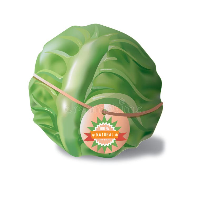 Cabbage Tied Up with Tag. Vector Illustration Decorative Design Stock ...