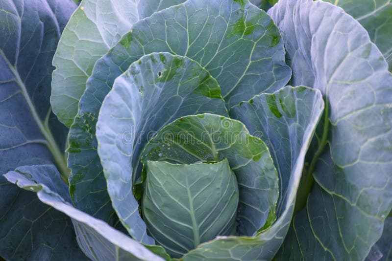 Cabbage from top view. stock photo. Image of leaves - 137909664