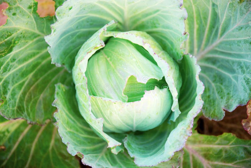 Cabbage with top view stock photo. Image of freshness - 246061868