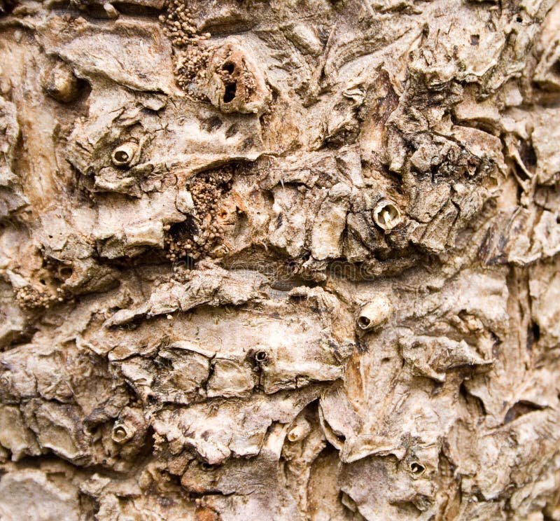 Cabbage Tree Bark Texture stock image. Image of close - 13458133