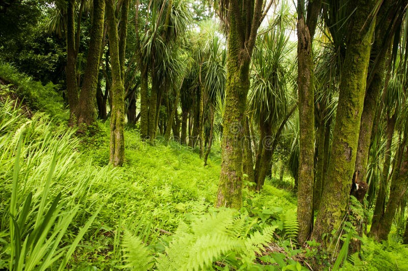 Cabbage Tree (Cordyline) stock image. Image of wood, evergreen - 25744995