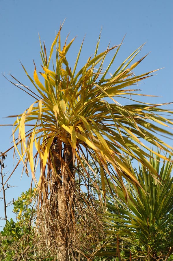 Cabbage tree stock photo. Image of endemic, australis - 44408758