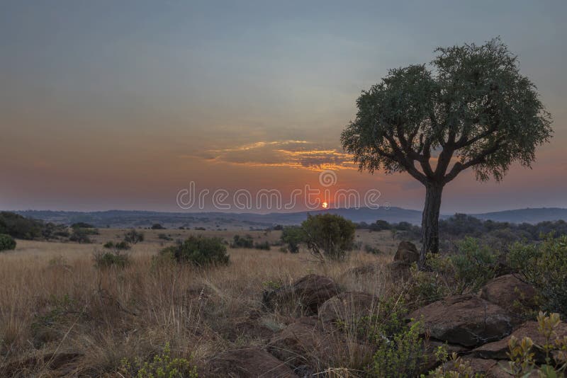 Cabbage Tree at Sunset Magaliesberg Stock Image - Image of green ...