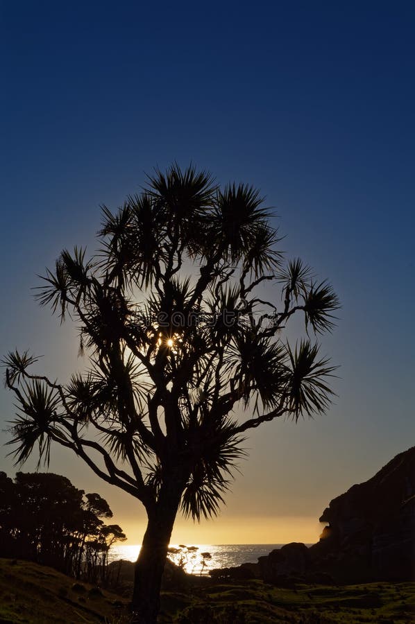 Cabbage Tree, West Coast, New Zealand Stock Image - Image of cloud ...