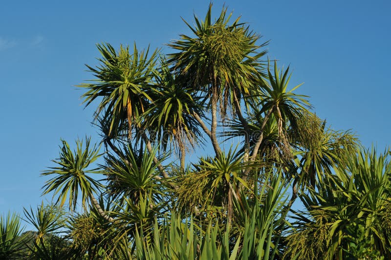 Cabbage tree blossom. stock photo. Image of cordyline - 63133208