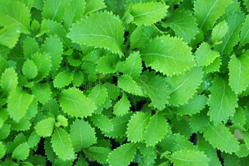 Cabbage trees stock photo. Image of vegetable, garden - 42402714