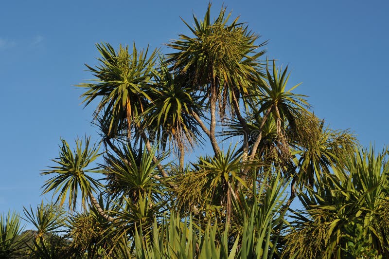 Cabbage trees stock photo. Image of endemic, trunk, native - 60224614