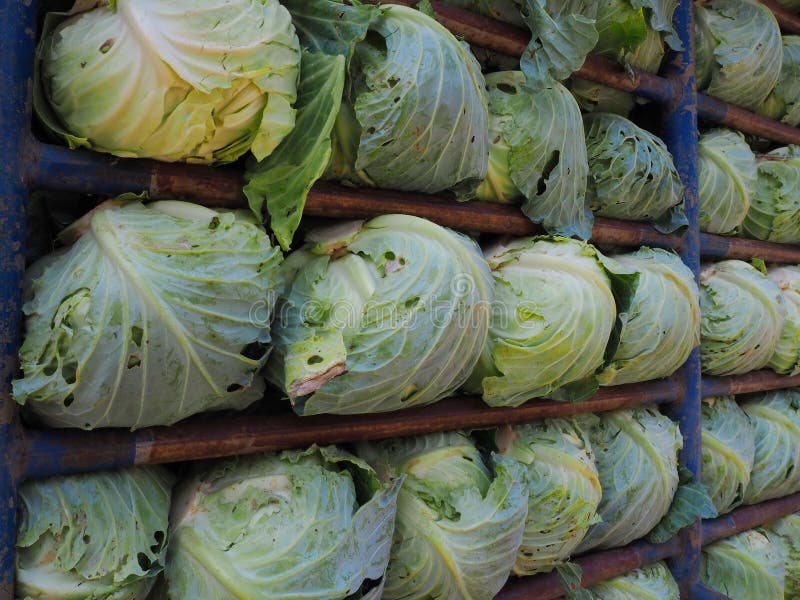 536 Cabbage Transport Stock Photos - Free & Royalty-Free Stock Photos ...
