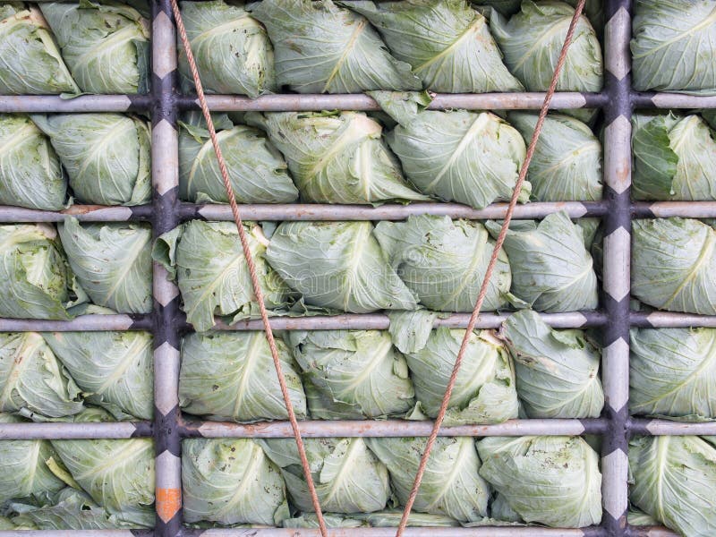 Cabbage on the truck stock image. Image of natural, salad - 23779577