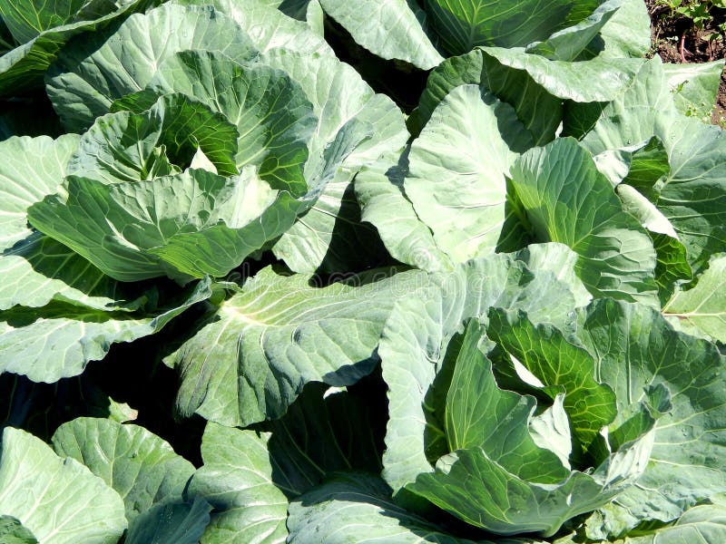 Cabbage stock photo. Image of organic, botany, high, ground - 49792448