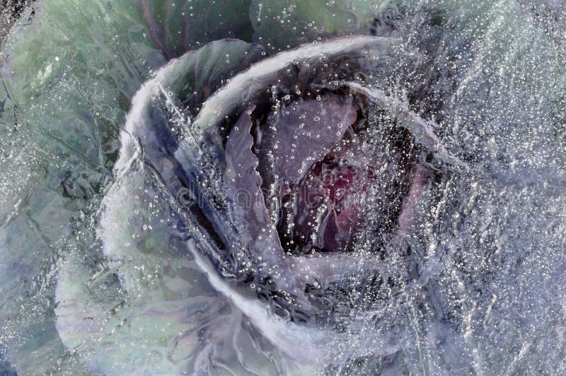 Cabbage under ice stock image. Image of adornment, cool - 16367755