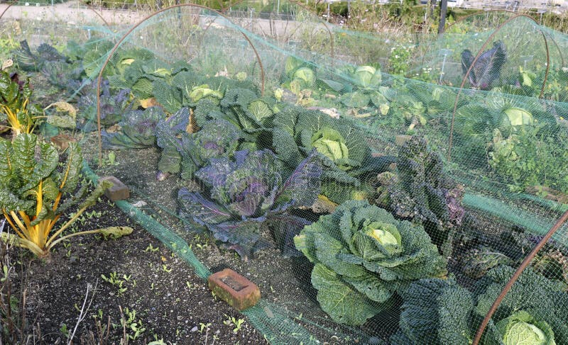 Cabbage under net stock image. Image of countryside - 162989265