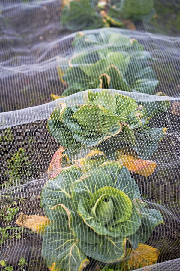 Cabbage Under Net Farm Closeup Stock Photos - Free & Royalty-Free Stock ...