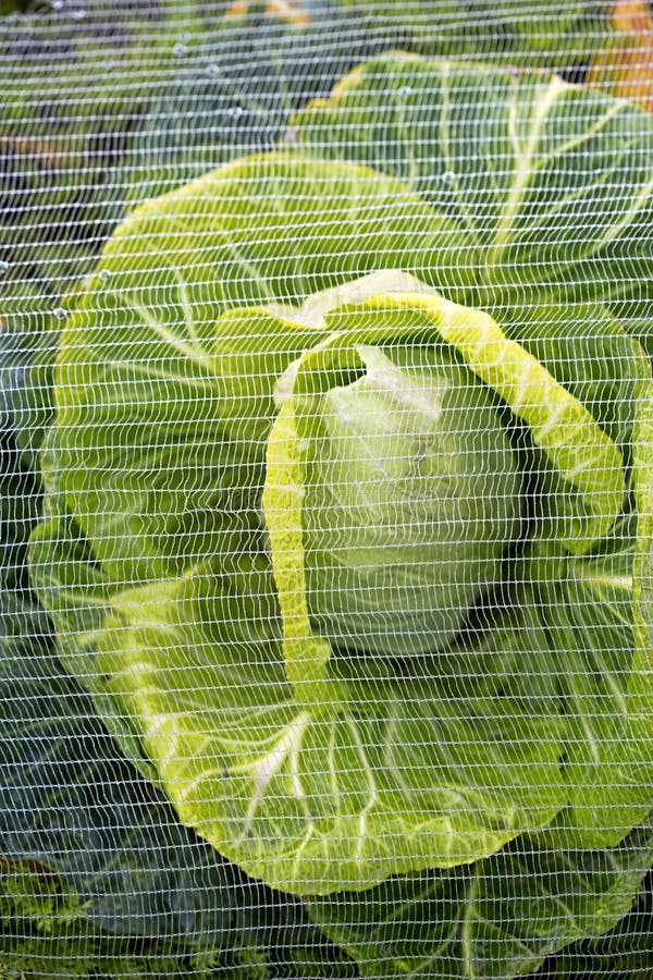 Cabbage Under Net Farm Closeup Stock Photos - Free & Royalty-Free Stock ...