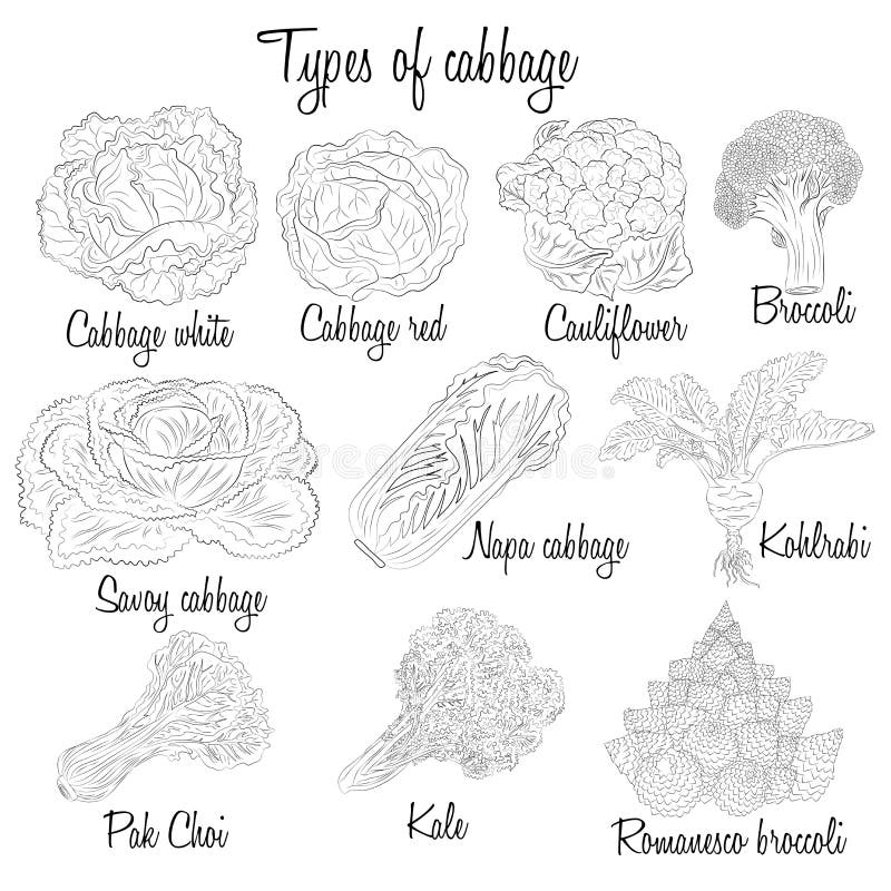 Cabbage Varieties. Free Style Illustration. Stock Vector - Illustration ...