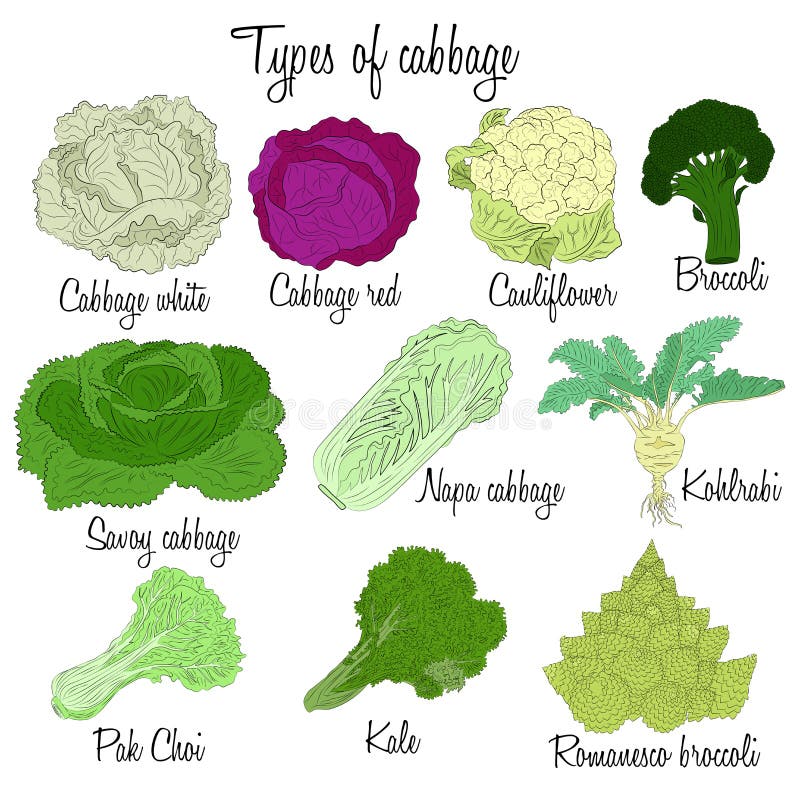 Cabbage Varieties. Free Style Illustration. Stock Vector - Illustration ...