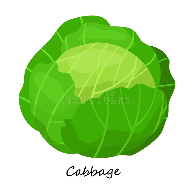 Cabbage Cartoon Stock Illustrations – 6,766 Cabbage Cartoon Stock ...