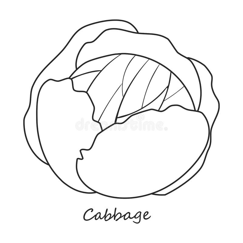 White Cabbage Line Icon Stock Illustrations – 2,451 White Cabbage Line ...