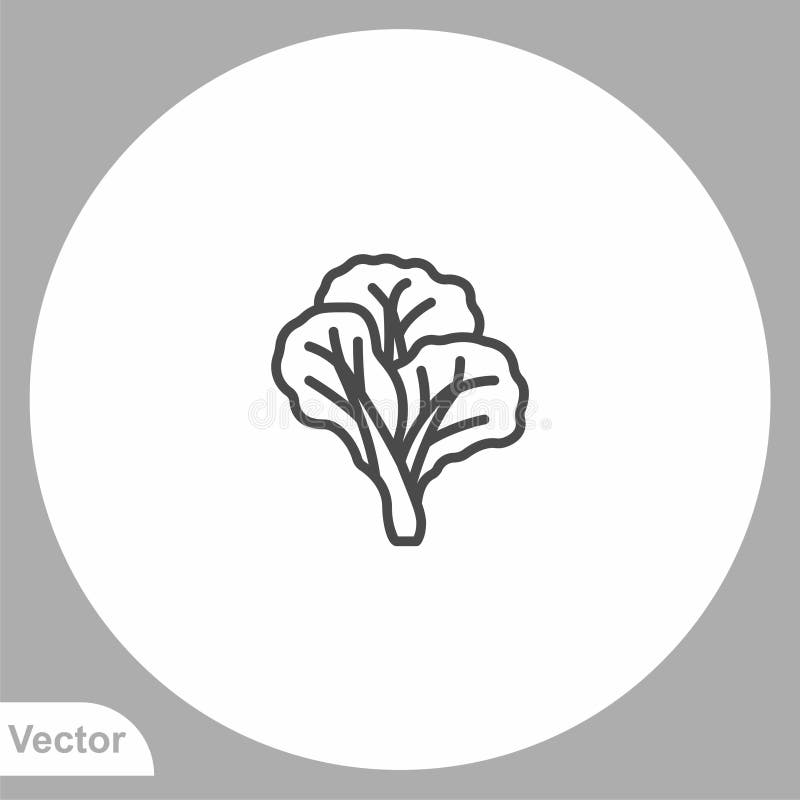 Cabbage Vector Icon Sign Symbol Stock Vector - Illustration of isolated ...