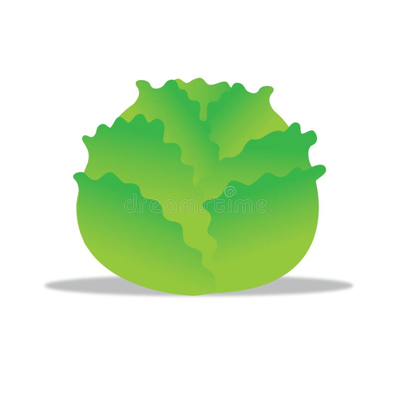 Cabbage. Vector Illustration Decorative Design Stock Vector ...