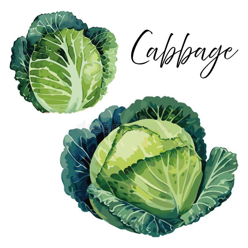 Cabbage Vector Illustration. Stock Vector - Illustration of plant ...