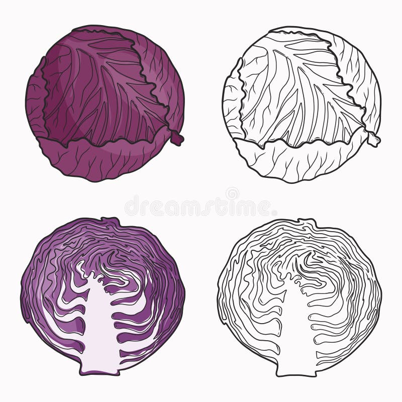 Cabbage Vector Illustration. Whole and Cut Cabbage. Line Drawing and ...