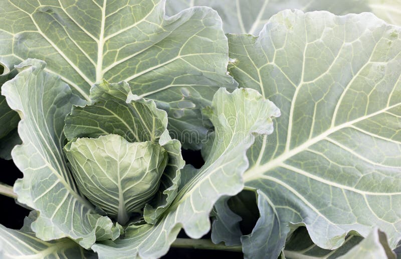 Cabbage Vegetable Green Cabbage Vegetable. Stock Image - Image of crop ...
