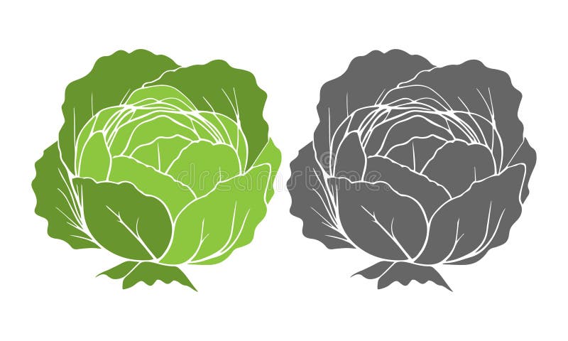 Cabbage Vegetable Abstract Colorful Silhouette on White Background ...
