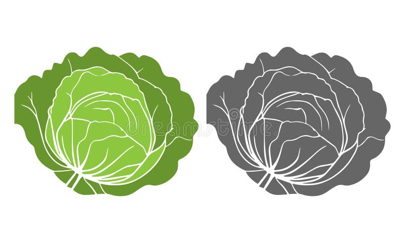 Cabbage Vegetable Abstract Colorful Silhouette on White Background ...