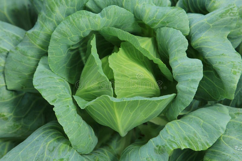 Cabbage vegetable stock image. Image of cabbage, garden - 41853705