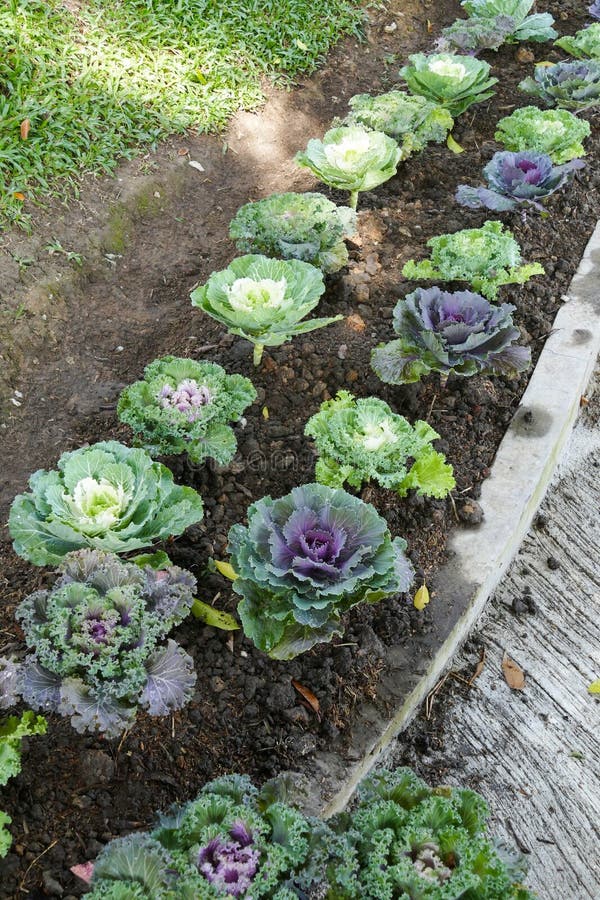 Cabbage in the Vegetable Farm Stock Photo - Image of harvest ...