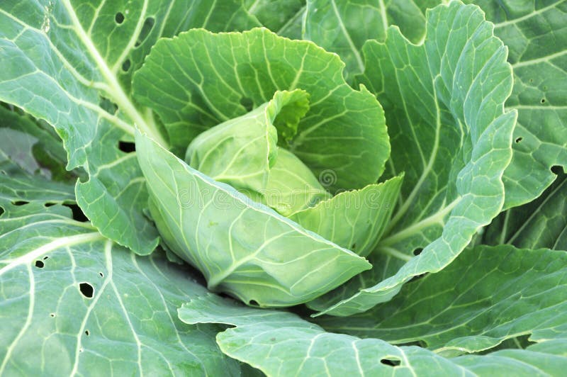 Cabbage vegetable foliage stock photo. Image of edible - 42960002